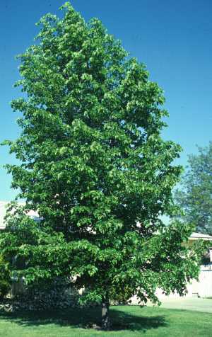 Prairietime Trees Estevan Poplars
