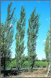 Prairietime Trees, Tree Sales Estevan Saskatchewan