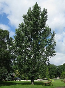 Prairietime Trees Estevan Poplars