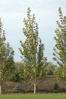 Prairietime Trees Estevan Poplars