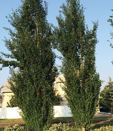 Prairietime Trees Estevan Poplars